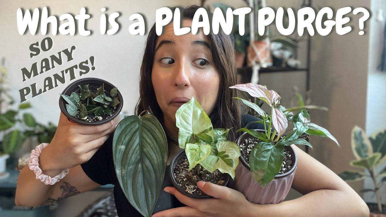 What is a Plant Purge PLUS Plant Haul! - YouTube