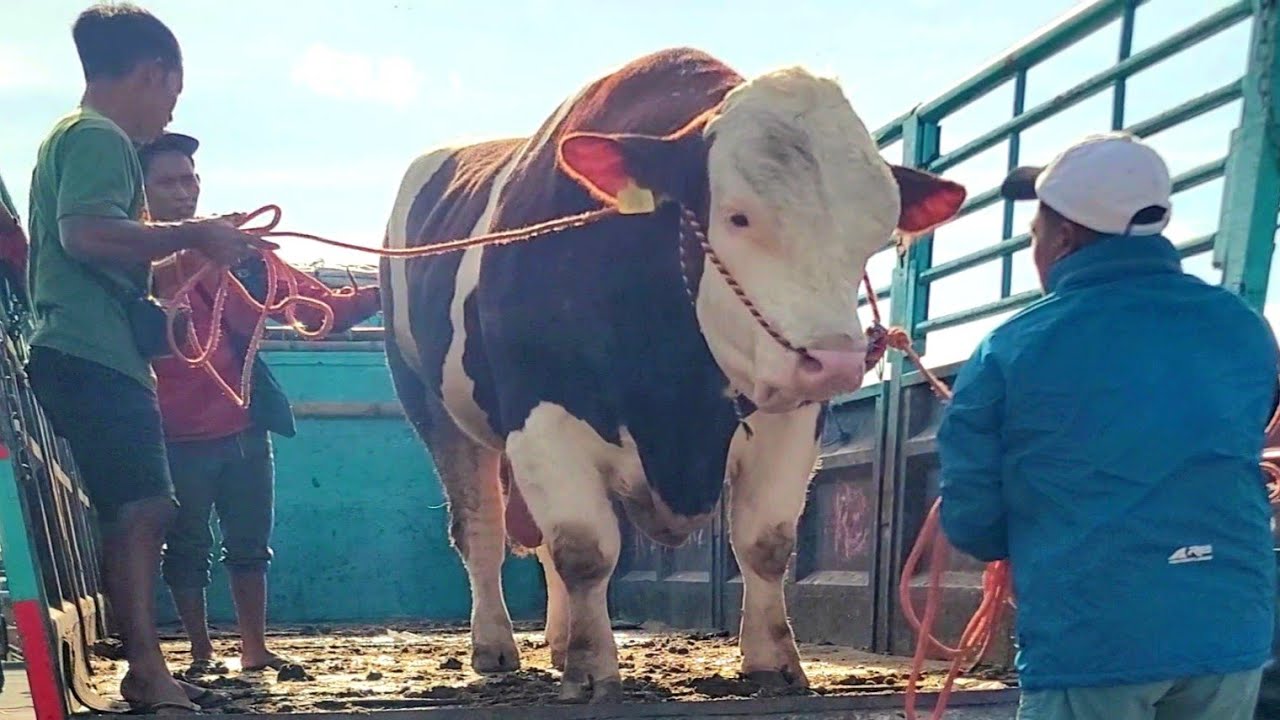 Truck Fusso Panjang Muat Sapi-Sapi JUMBO Team Bofago Dan Agro Perdana ...