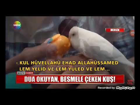 Besmele ve dua okuyan kuş