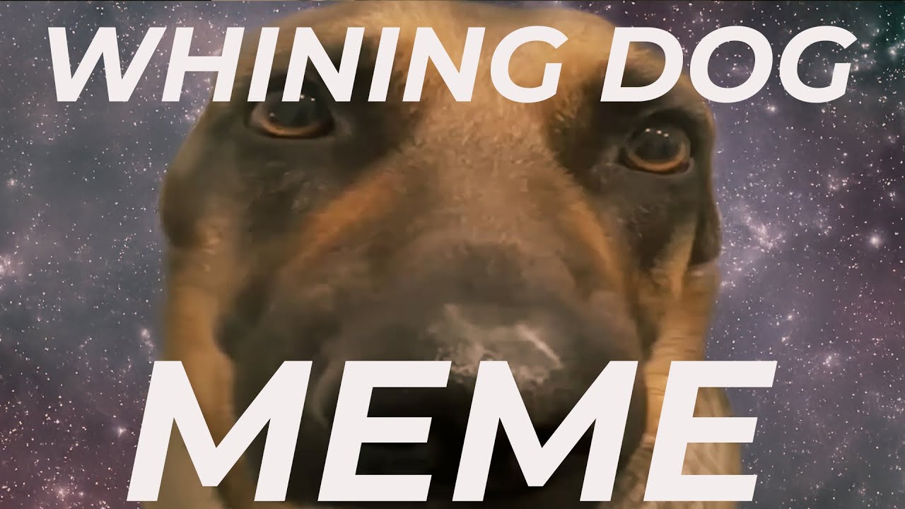 What's The "Whining Dog Meme" And Where Did It Come From? - YouTube