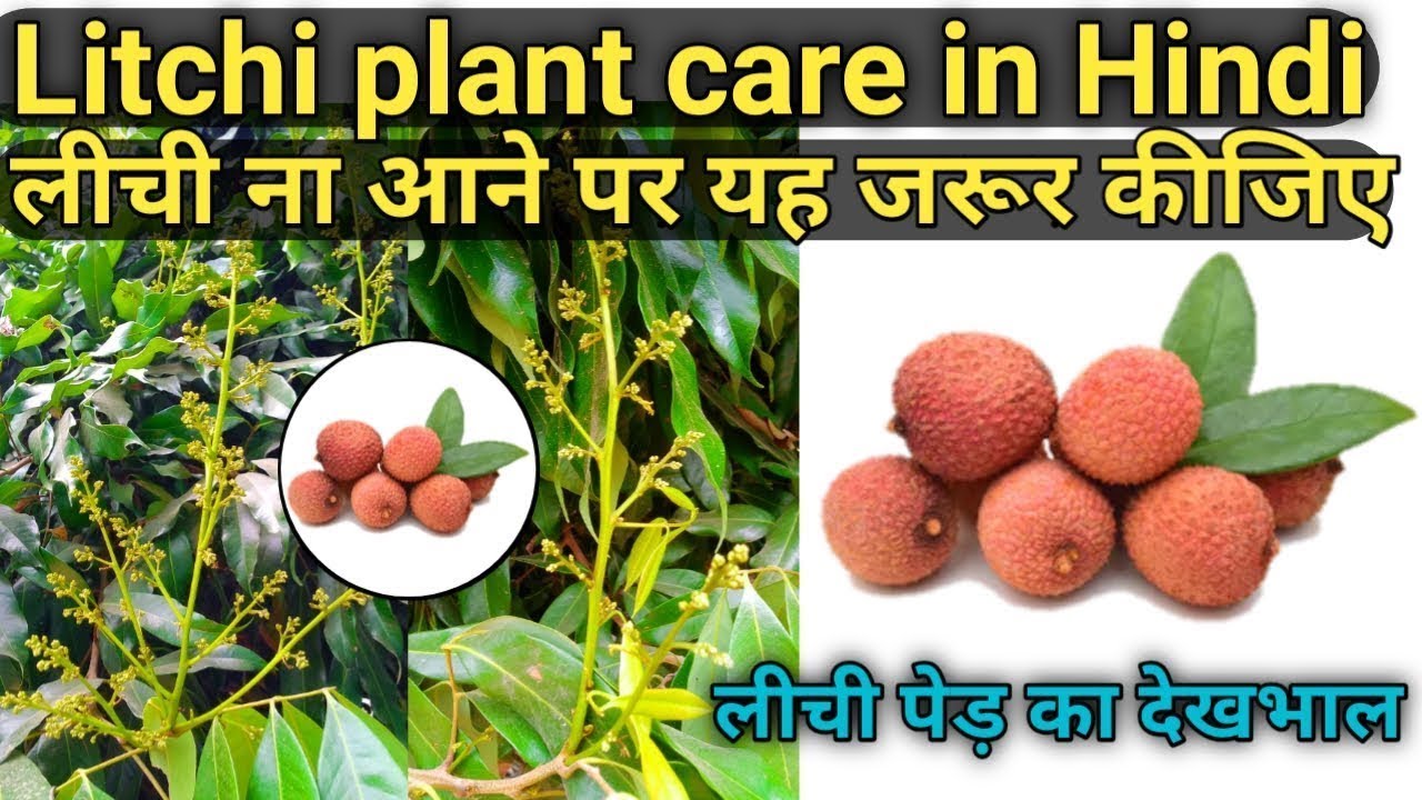 How to Grow & Care Lychee Tree || How to care litchi plant || Litchi ...
