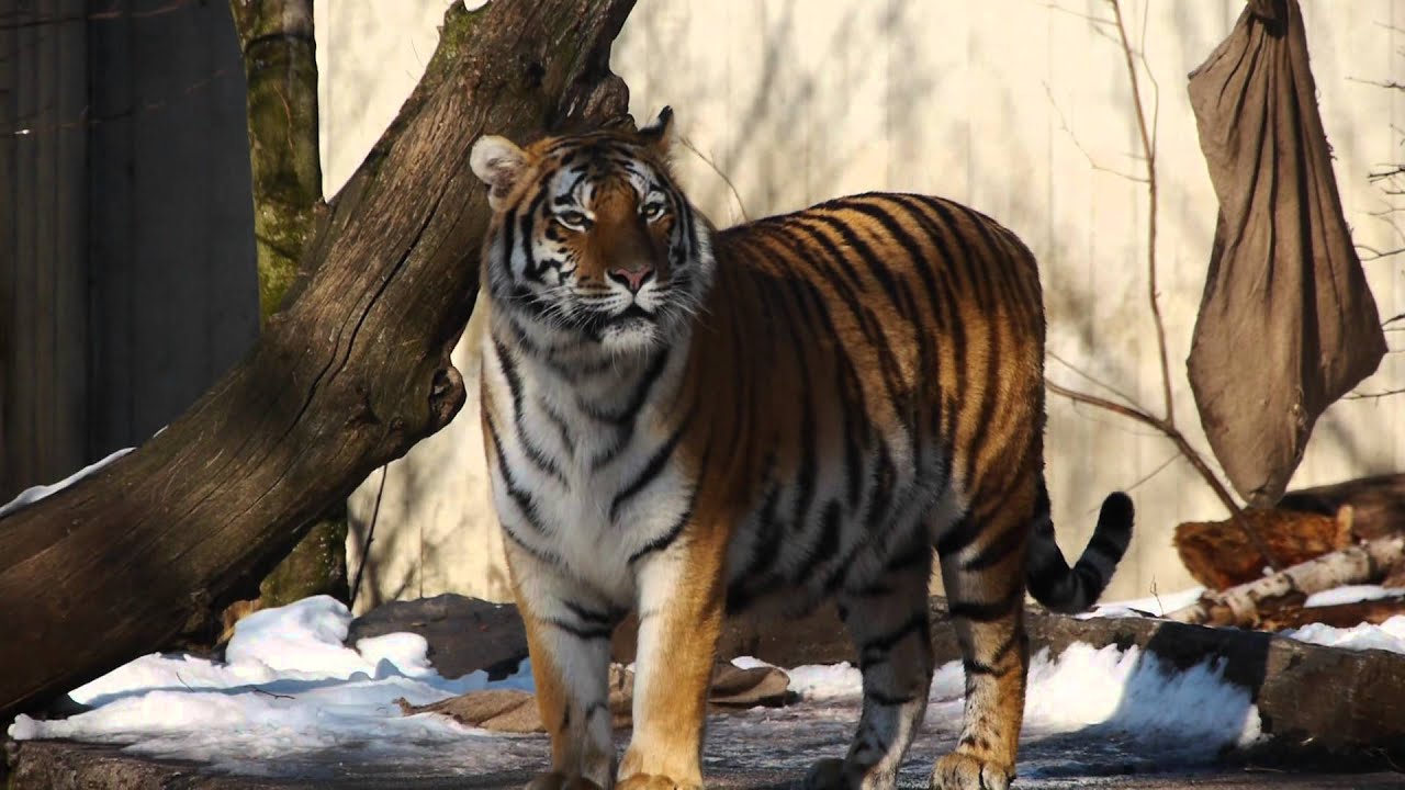 Sibirische Tiger - Siberian Tiger / København Zoo 1080p - YouTube