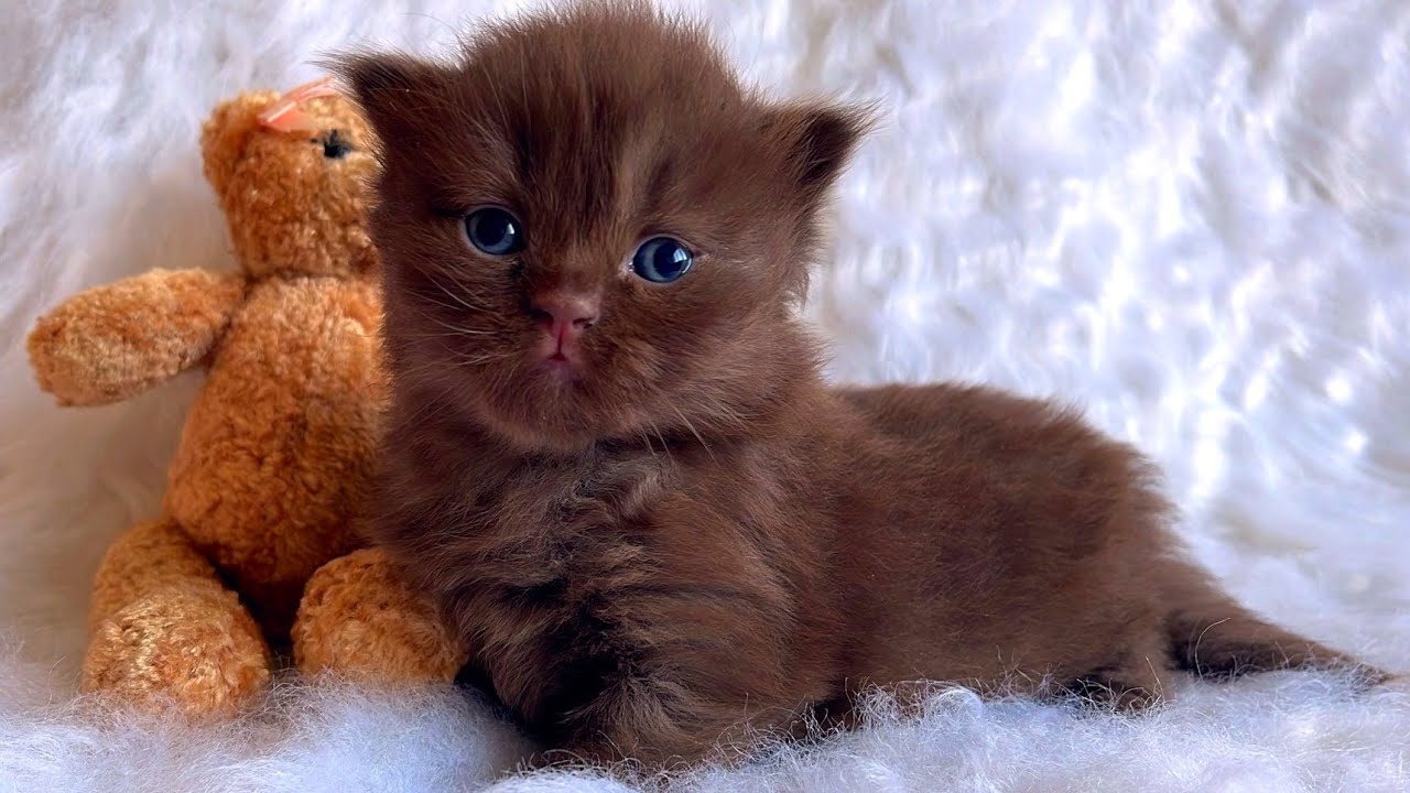 How CHOCOLATE KITTEN Toffik was growing UP - YouTube