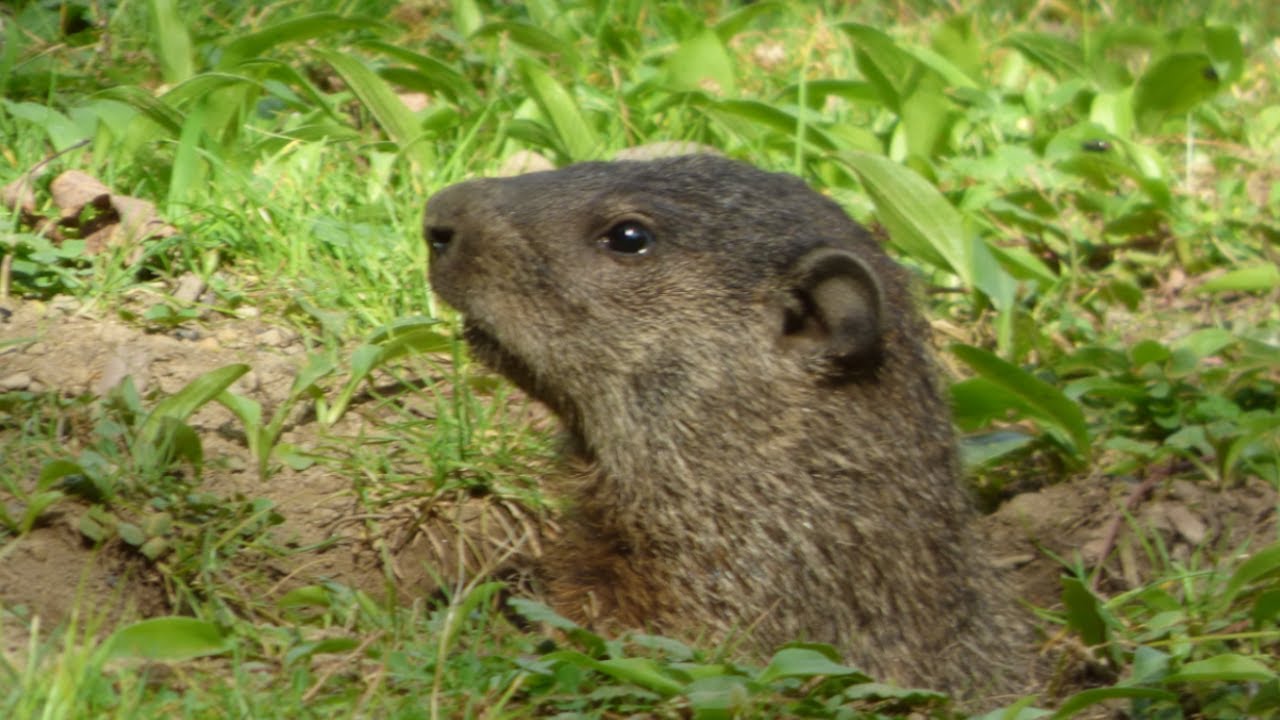 Groundhog - wild woodchuck in a burrow - whistle pig #wildlife # ...