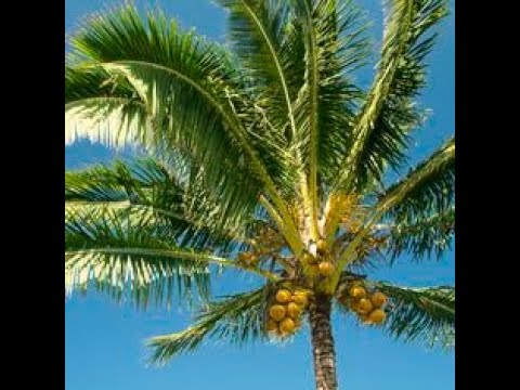 How to Make a Wood Lumber from Coconut Tree by Cotton Candy Rose USA ...