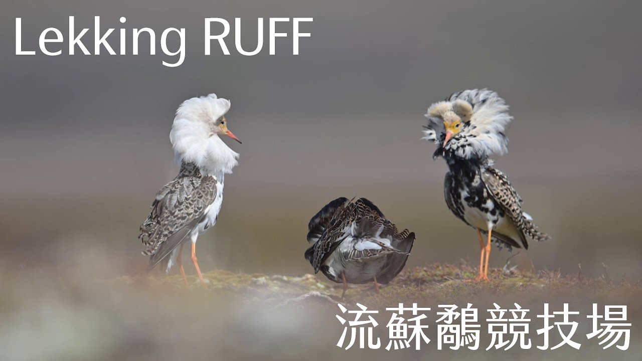 Lekking Ruff 流蘇鷸競技場 - YouTube