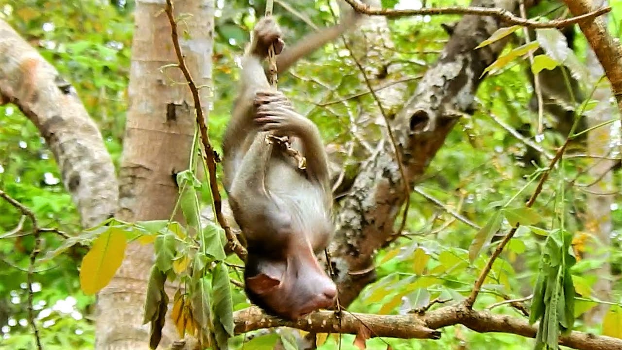 OMG! HIGH RISE OF FALL DOWN _ IS BABY MONKEY GOING TO BE OK? - YouTube