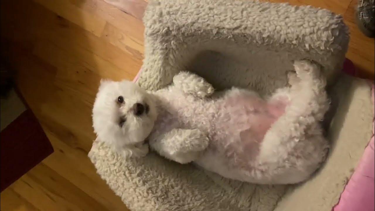 What my 13 year old Bichon Frise dog ate in a day - YouTube