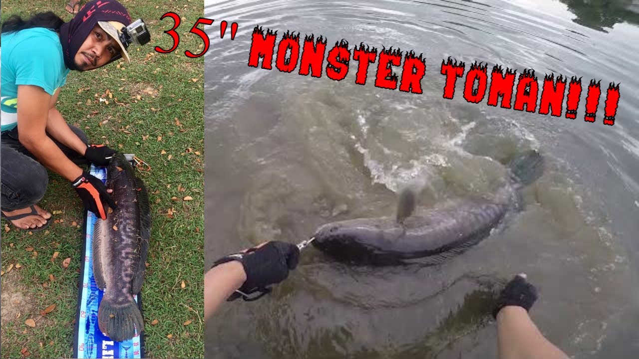 Toman 35” Fishing Philippines ( eupro K2 impro-eupro kaiju MH ) - YouTube