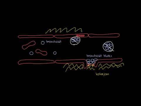 Pıhtı Nasıl Oluşur? (Biyoloji) (Sağlık Bilgisi ve Tıp)