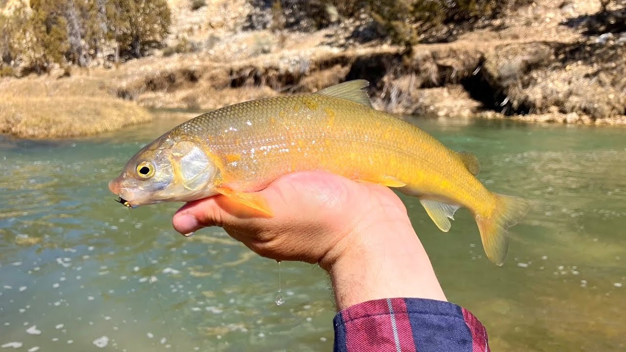 First Time Catching & Cooking This Fish!!! - A Day on the River - YouTube