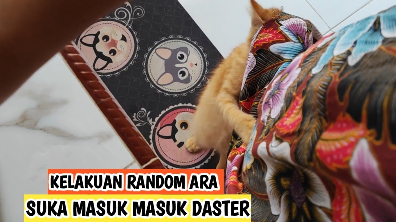KELAKUAN RANDOM KUCING ARA SUKA MASUK DASTER ADA APA DENGAN DASTER EMAK ...