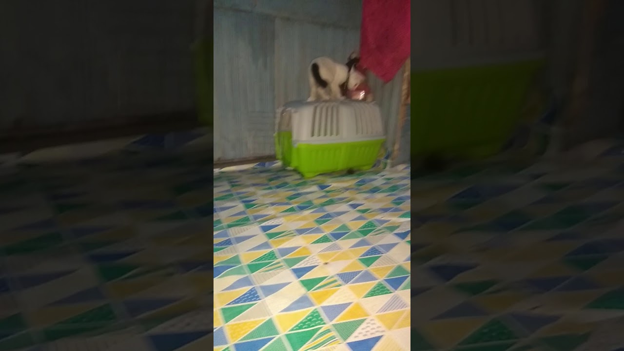 Pussy Youtube