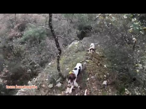 κυνήγι μπεκατσας Καλαμάτα - YouTube