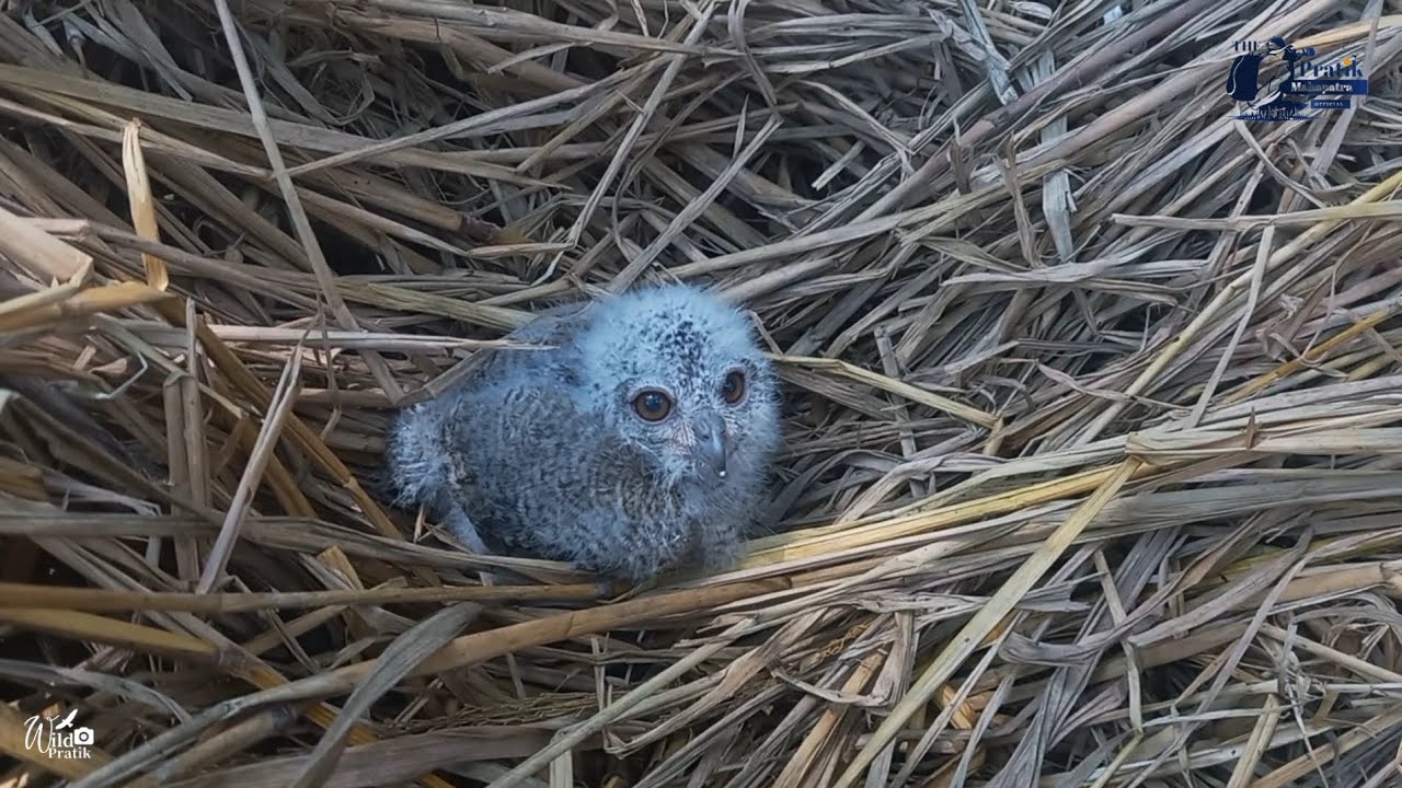 Wild Pratik: Secrets of Sylvan Eyes | OF OWLET - YouTube