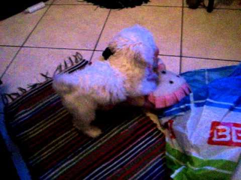 '' JACK''  COMEDOR DE  URSINHOS =D