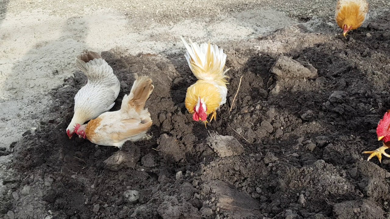 Serama's getting in the way🐔😉 - YouTube