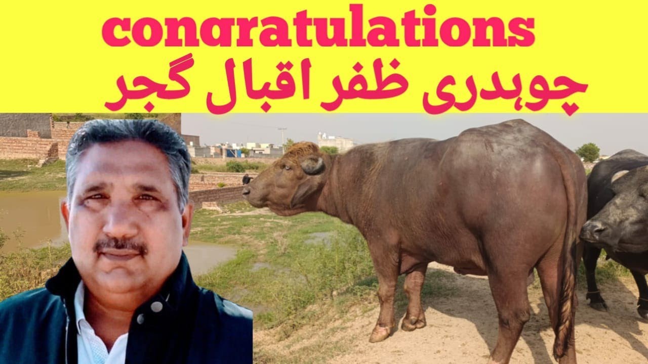 Congratulations Ch Zafer Iqbal Gujjar Sb || Beautiful Nili Buffalo Bull ...