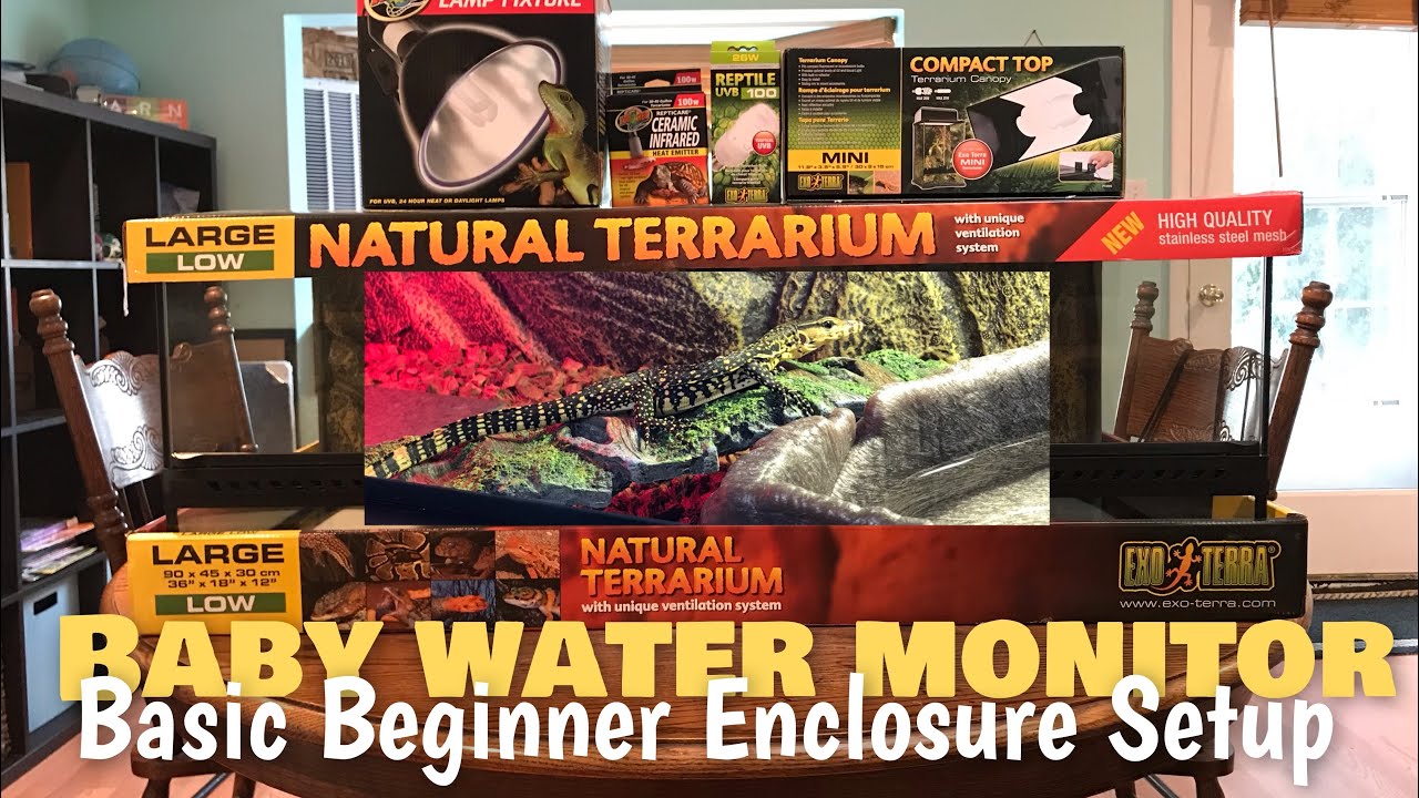 Baby Asian Water Monitor Setup | Basic Beginner Enclosure - YouTube