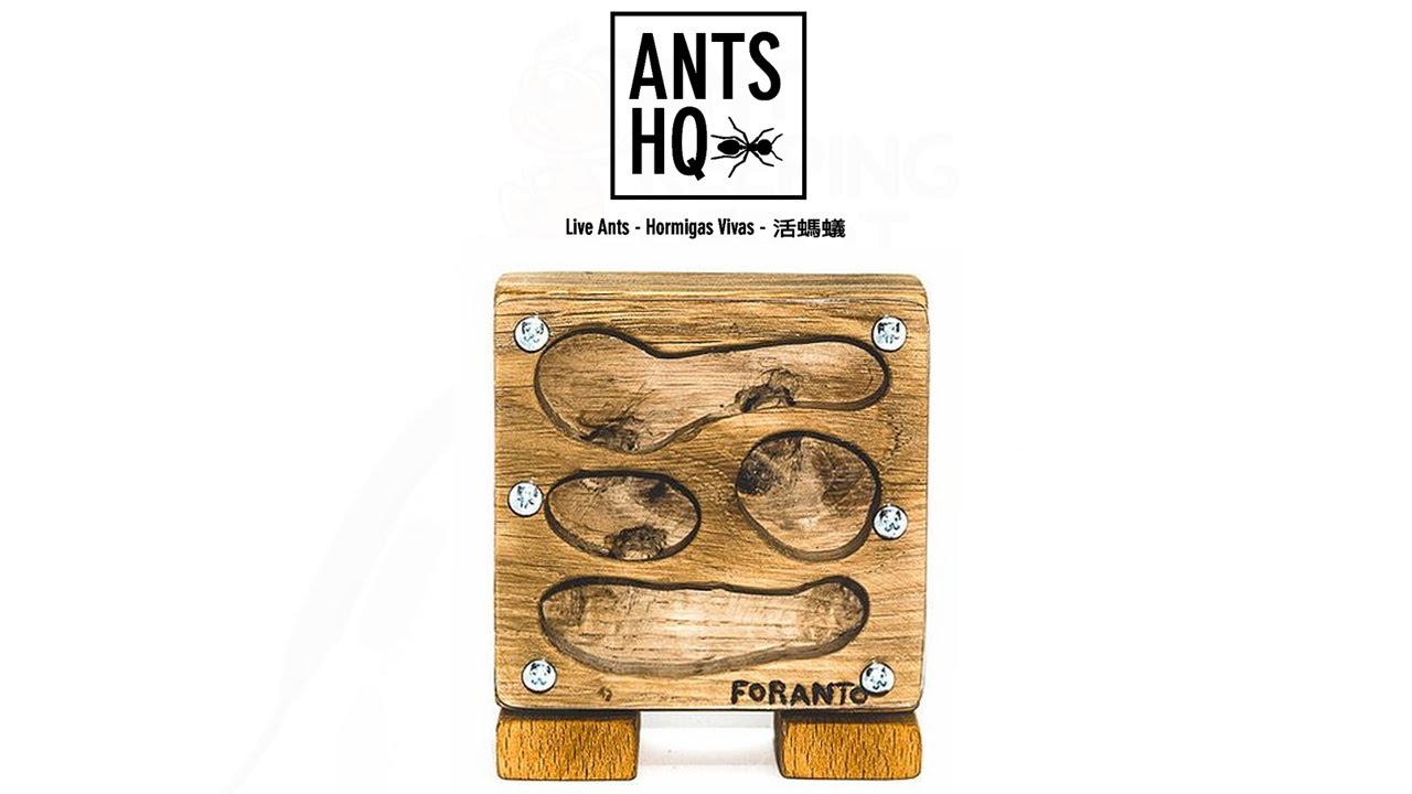 AntsHQ | Boxhead Ant Nest - YouTube