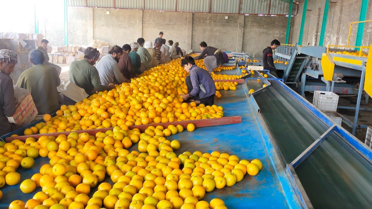 Export Quality Orange Factory in punjab pakistan | orange packing ...