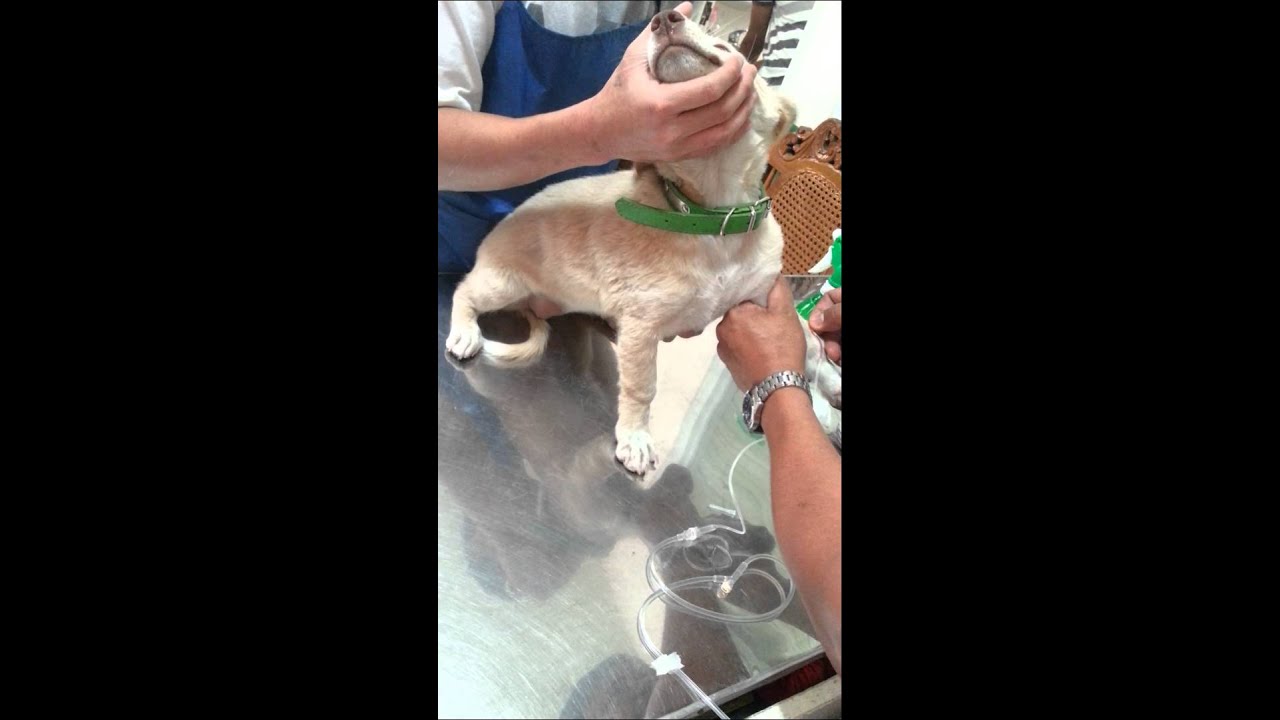 Puppy on IV Infusion - YouTube