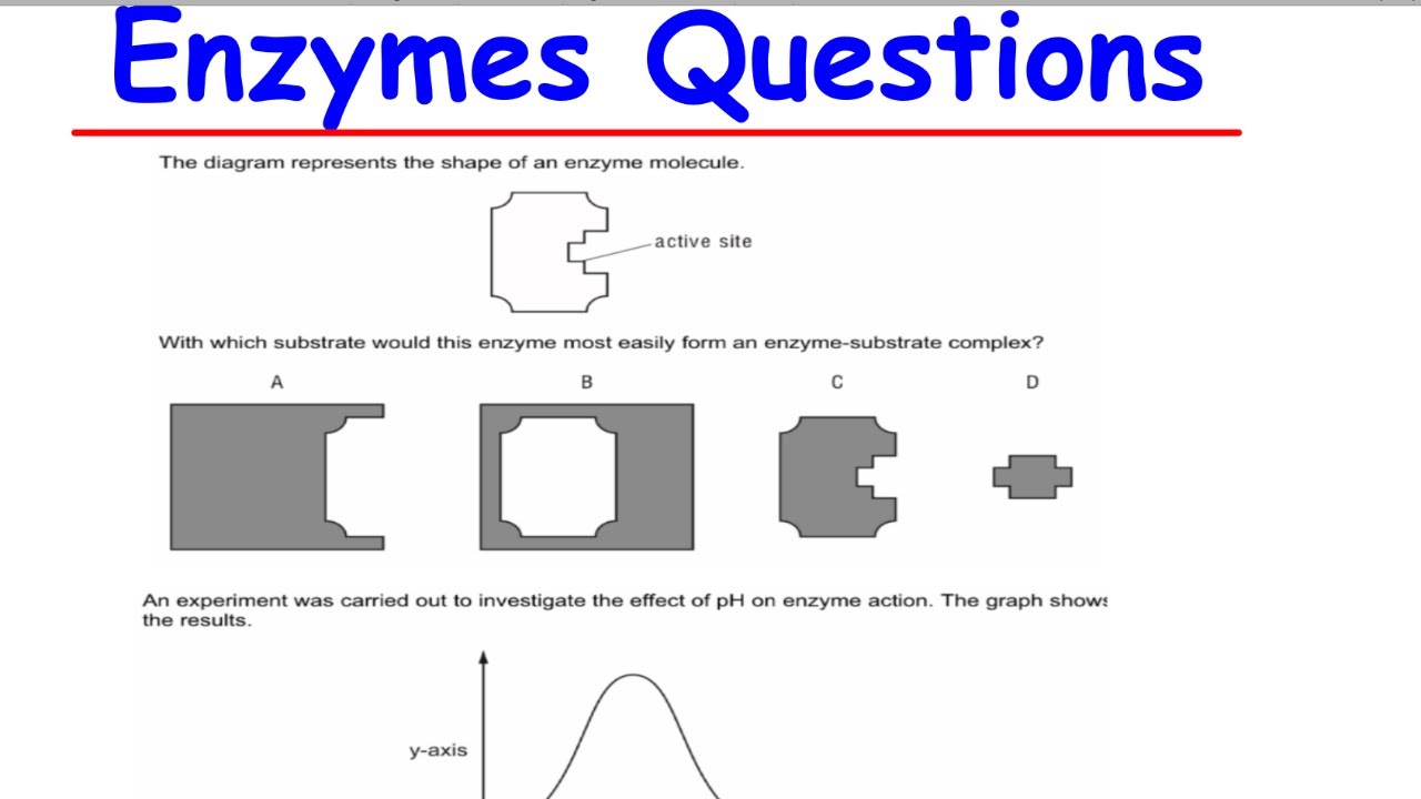 Enzymes Practice Questions in Biology - YouTube