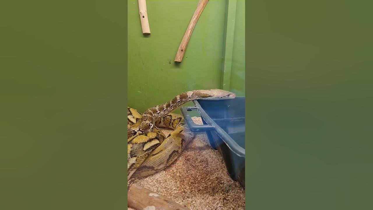 python snake - YouTube