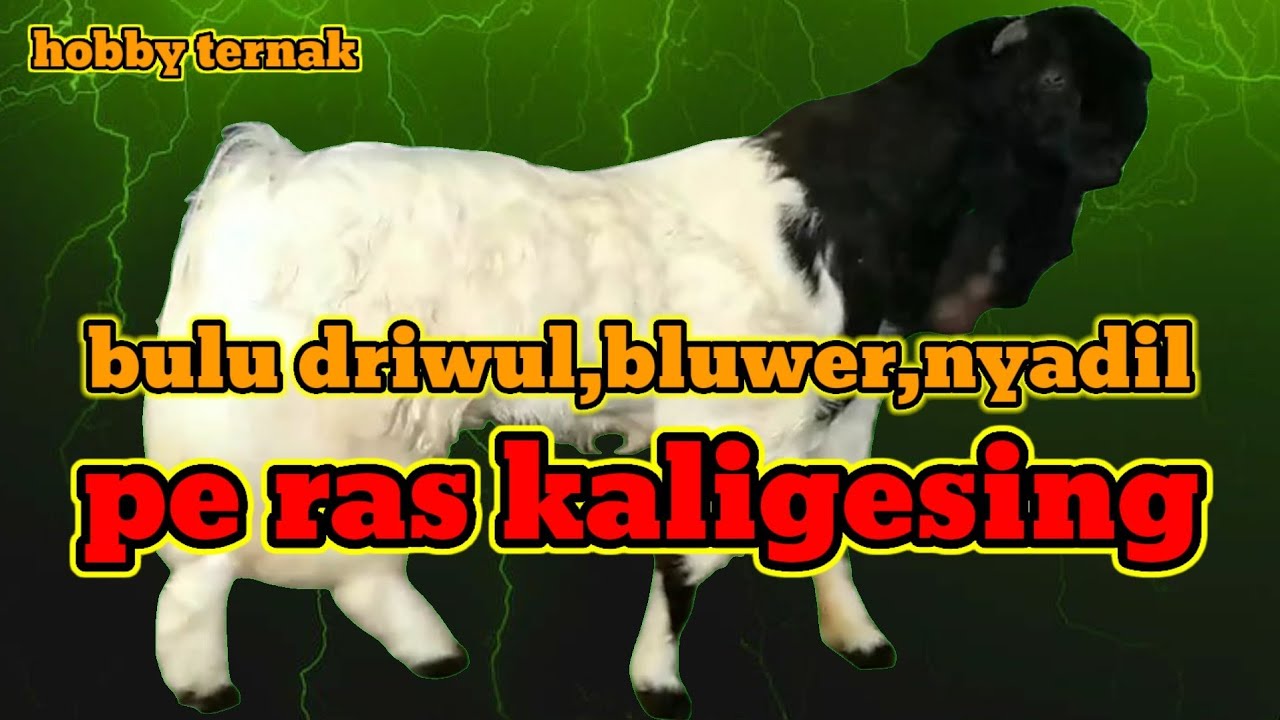 kambing pe super || etawa kaligesing #kambingpekaligesing - YouTube