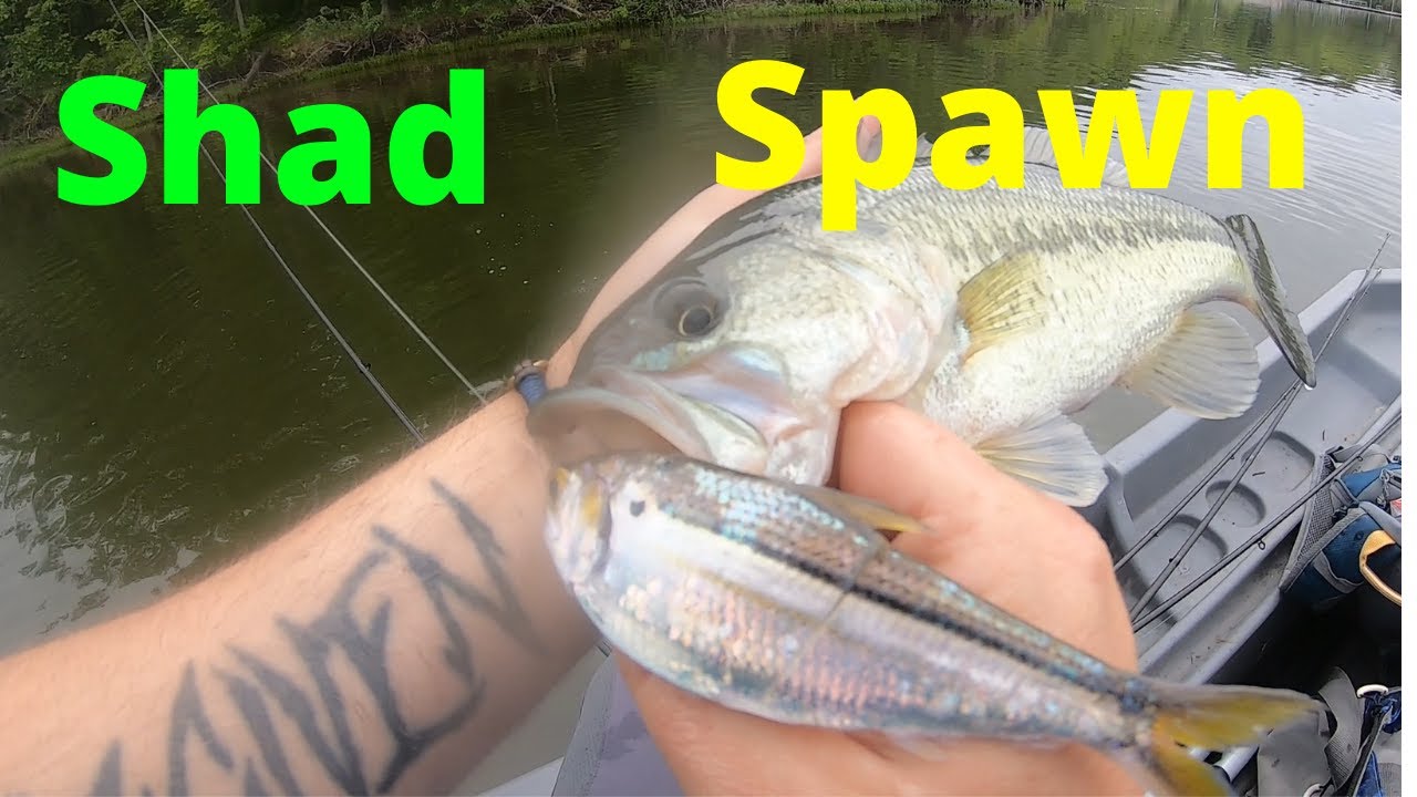 Shad Spawn was Insane Action - YouTube