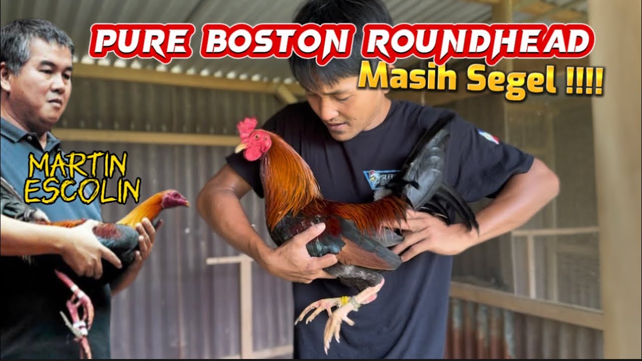 Ayam paling cantik dari Escolin ‼️ Pure Boston RH ⁉️ - YouTube