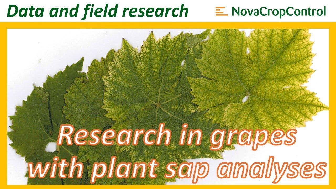Unlocking plant sap analyses potential in grapes after research done by ...