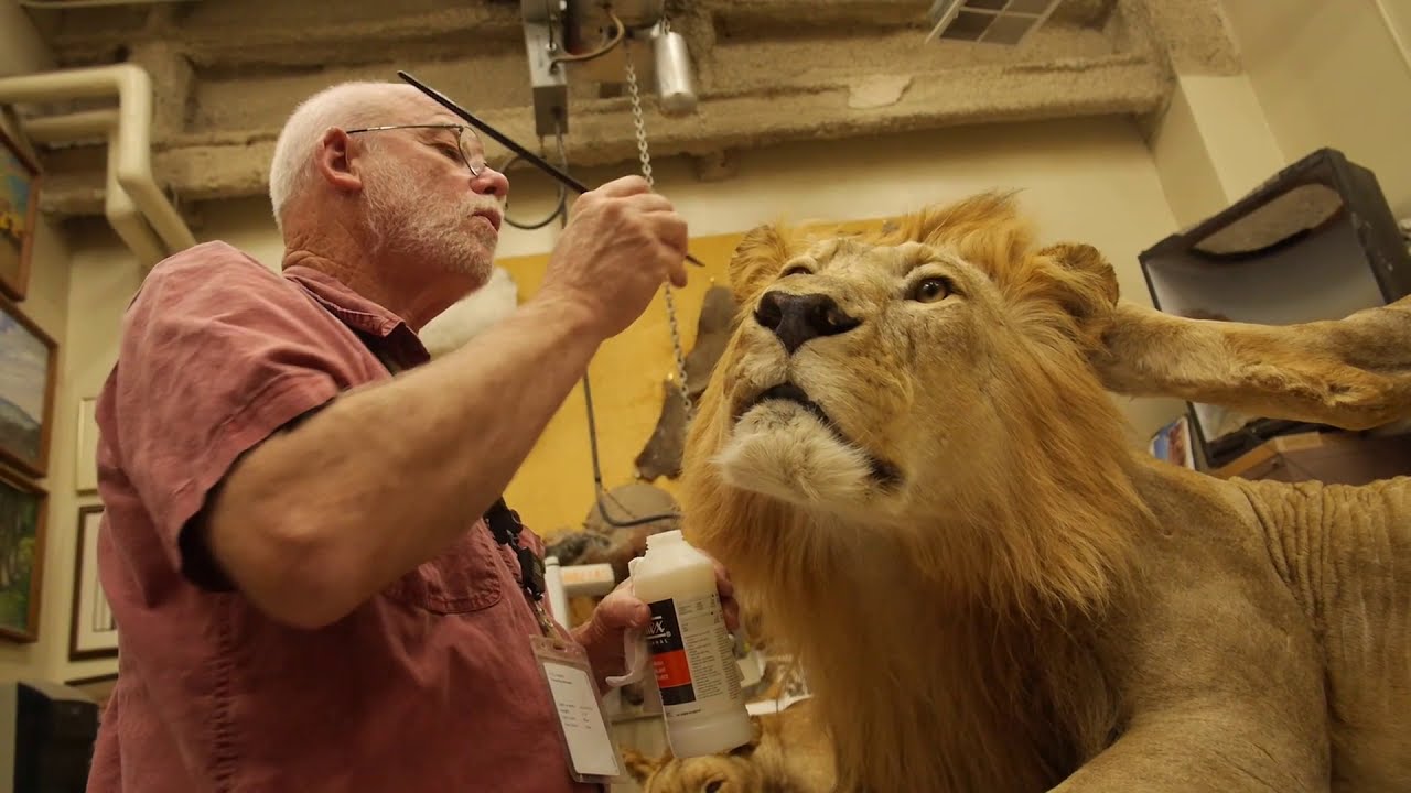 Taxidermy Studio Lion Diorama Install with Tim Bovard #taxidermy # ...