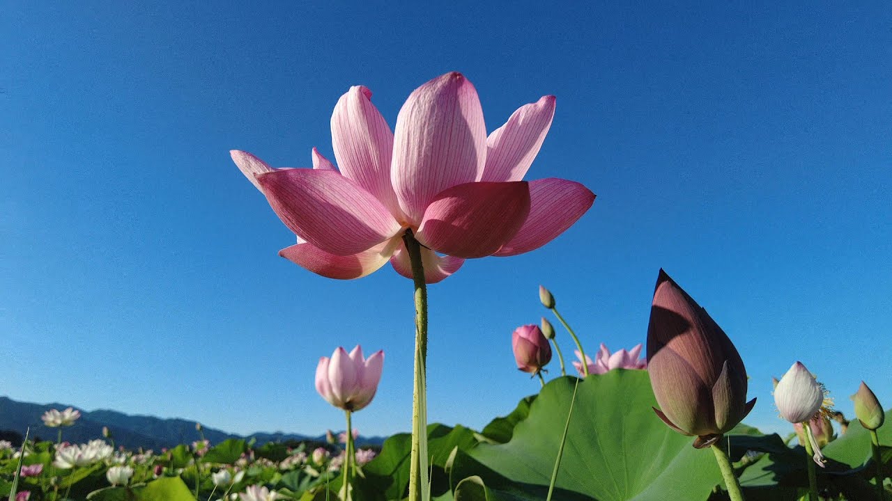 【奈良】藤原宮跡の蓮の花 Lotus Flowers at Fujiwara Palace Site (Nara, Japan) (2025 ...