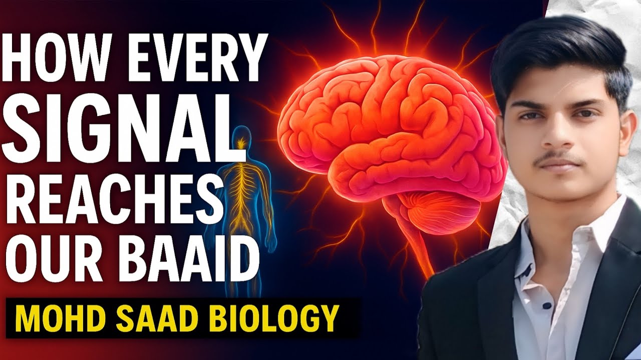 How Brain Gets Every Signal | Human Brain Explained in Hindi | Mohd ...