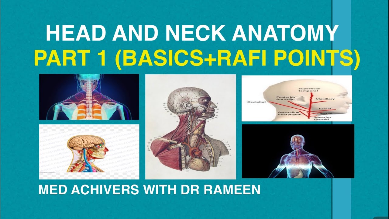 HEAD AND NECK ANATOMY 1 (Basic and Rafi points) (FCPS 1) - YouTube