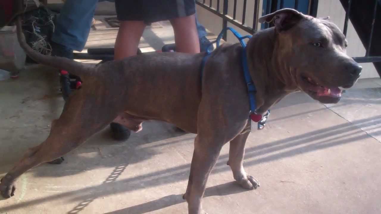 APBT/ABT Hybrid(Tri color)-MUST SEE - YouTube