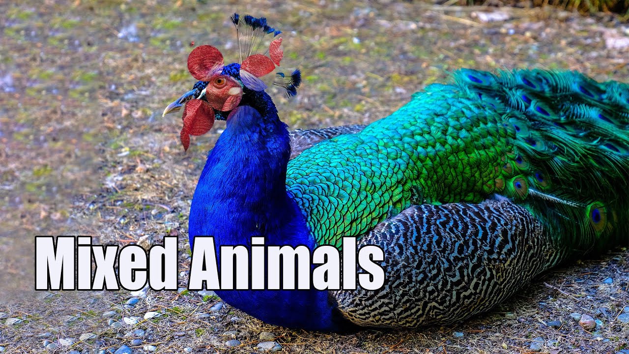 Mixing animals to make them hybrid and more cute than they were before ...