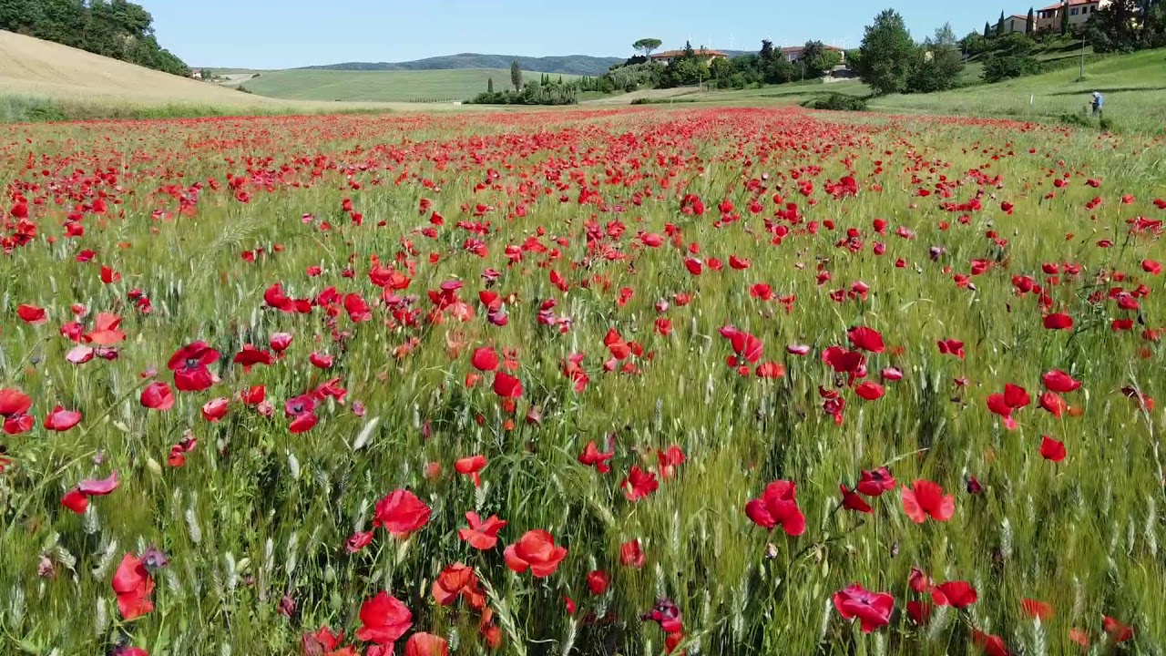 Papaveri - YouTube