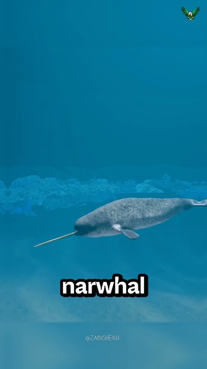 Meet the Narwhal: The Real-Life Unicorn of the Sea With a 3-Meter Long Tusk! | Zain Sheikh - YouTube