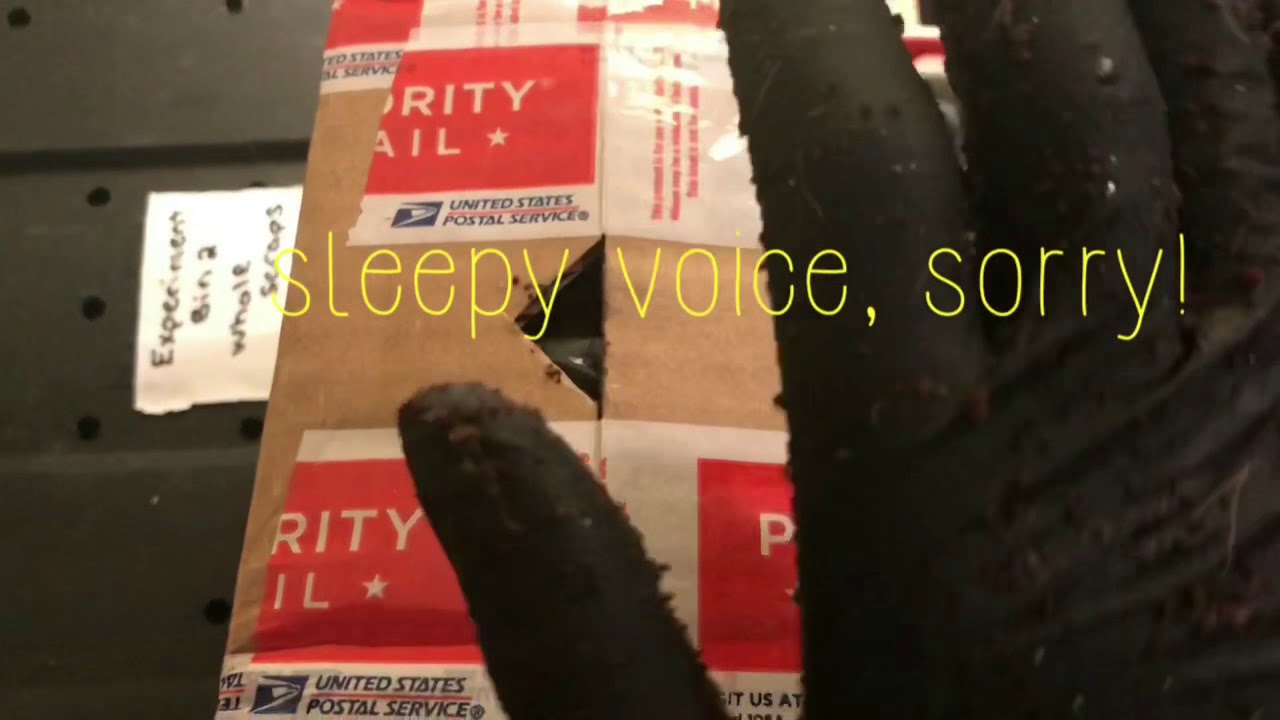 African Night Crawlers! 2 Days Early! - YouTube