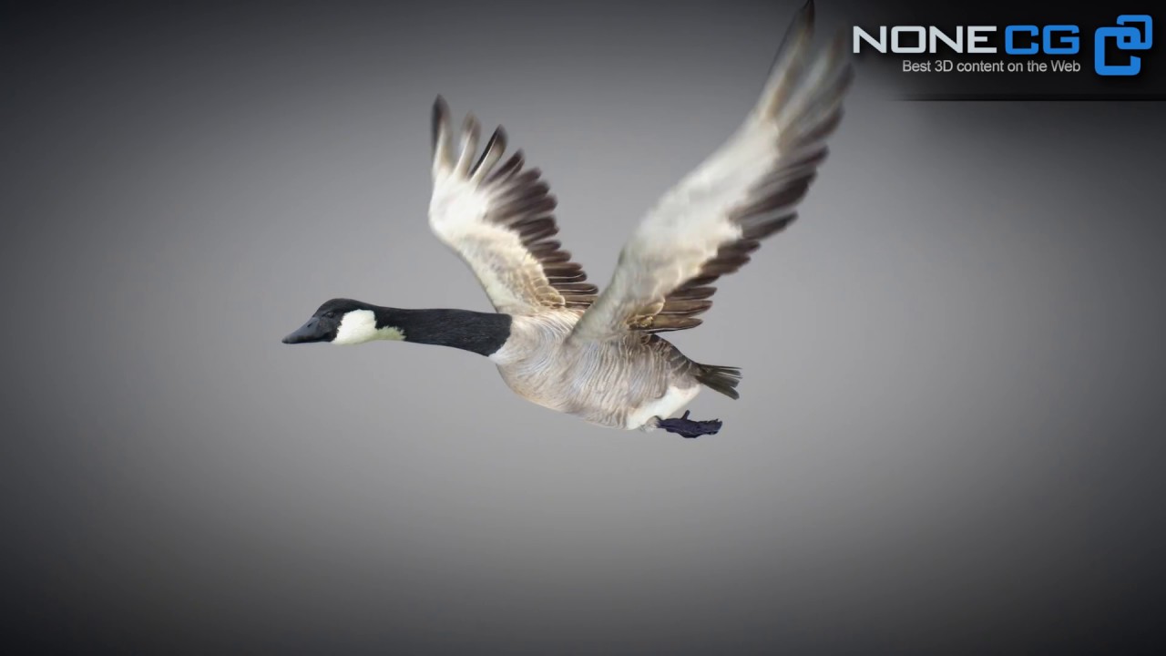 3D Canada Goose - YouTube
