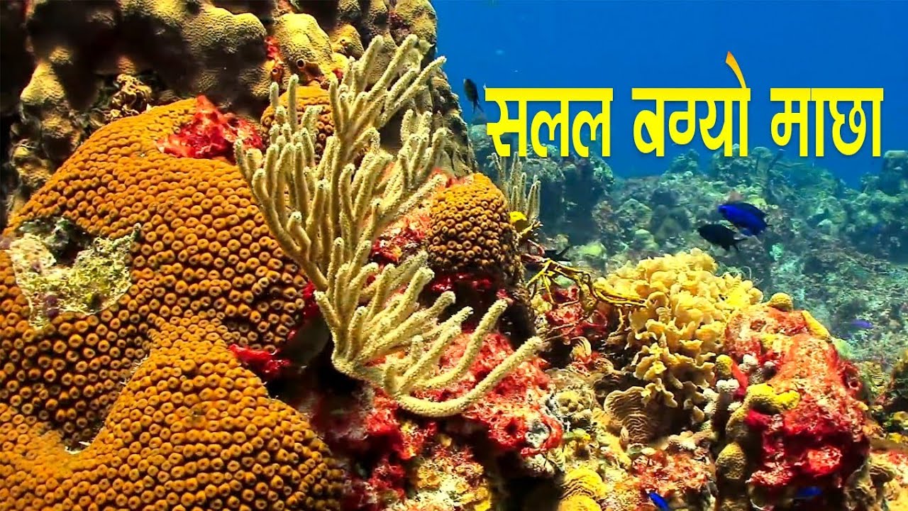 Salala Bagyo Machha......Nepali Children`s Song(Official Video) - YouTube