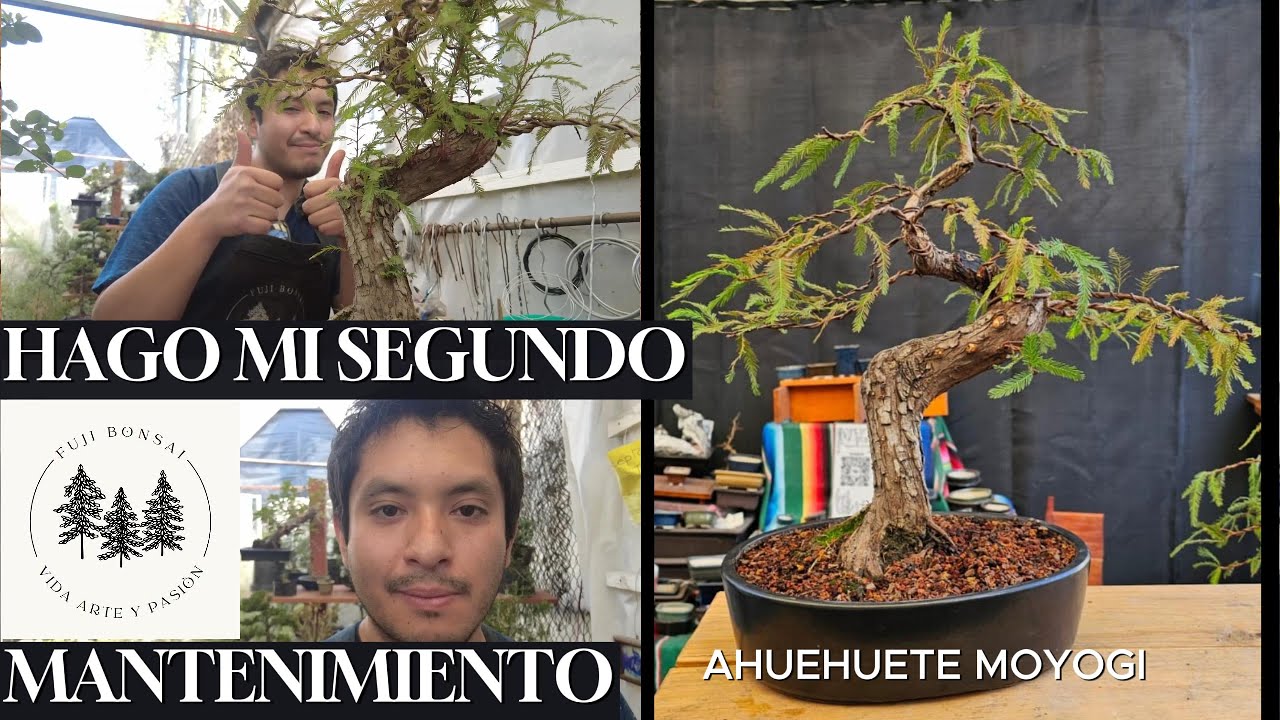 Hago El Segundo Mantenimiento De Un Ahuehuete Estilo Moyogi - YouTube