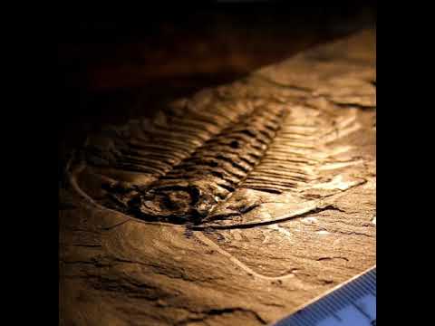 Qingjiang biota | Wikipedia audio article