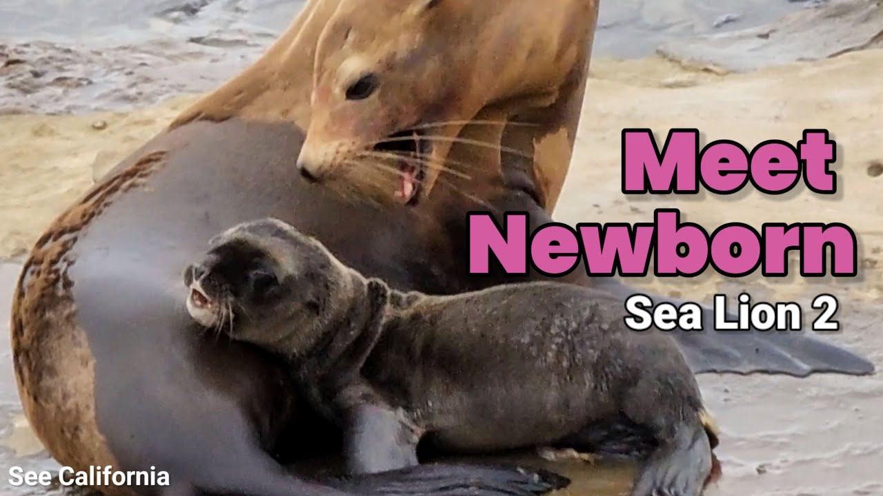 Meet Newborn Sea Lion 2 - Two Days Old Cute Baby Sea Lion - YouTube