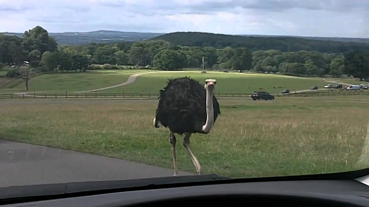 Ostriches at Longleat Safari Park - YouTube