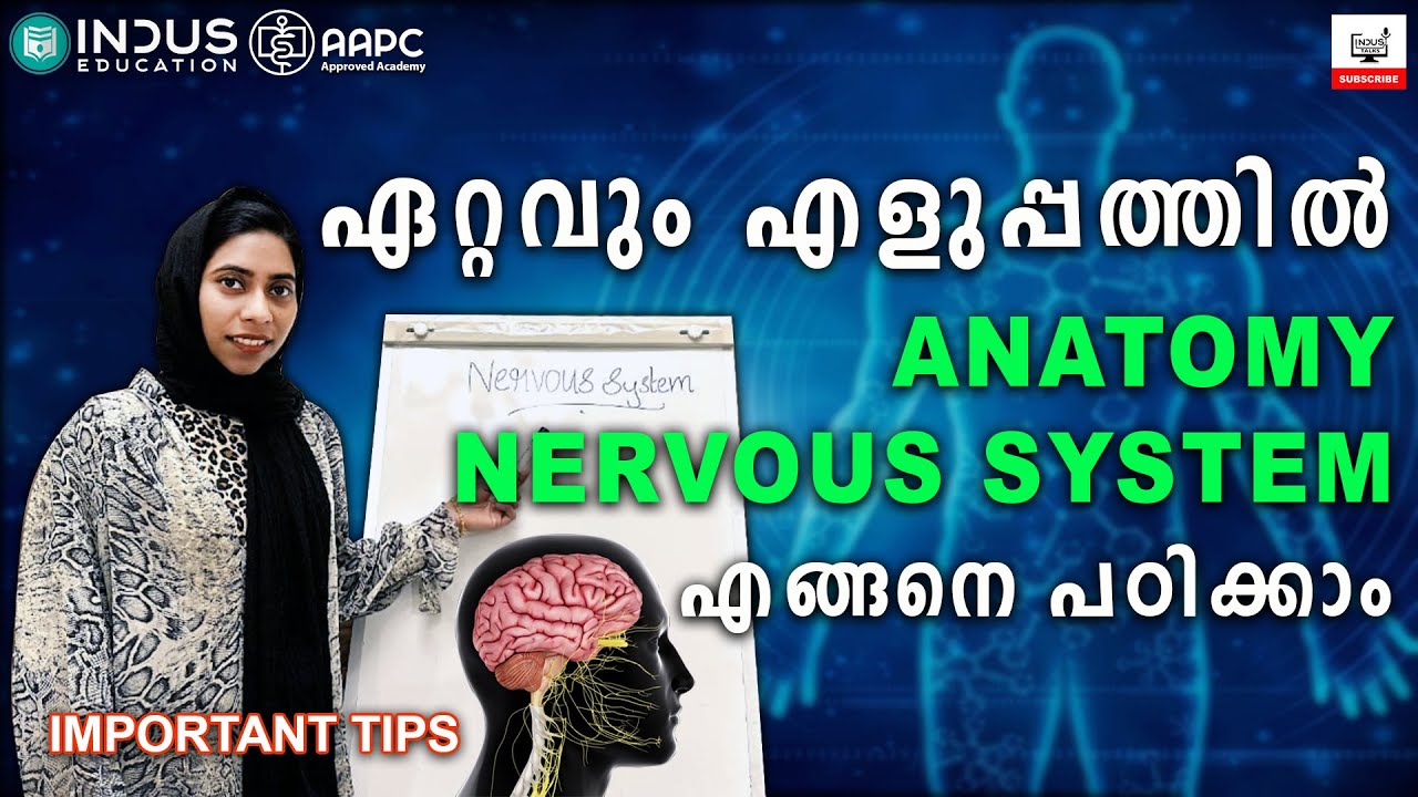 ANATOMY NERVOUS SYSTEM | Important tips - YouTube