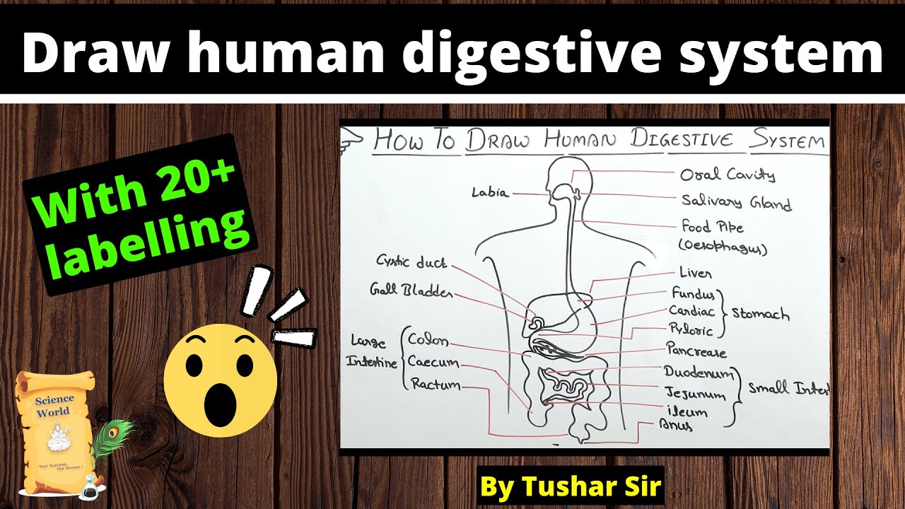 Draw human digestive system | How to draw human digestive system - YouTube