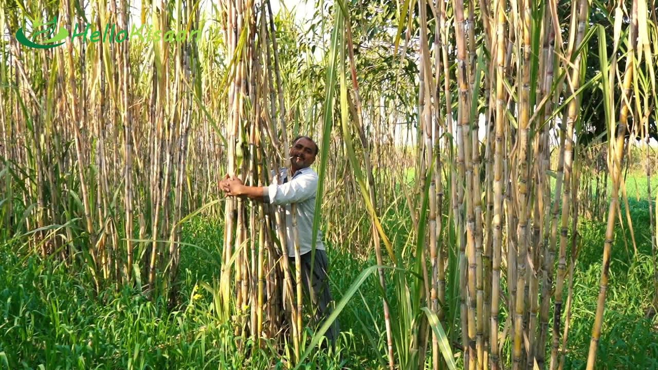 यह किसान की गन्ने की फसल की पैदावार देख चोक जाओगे || Ring Pit Method ...